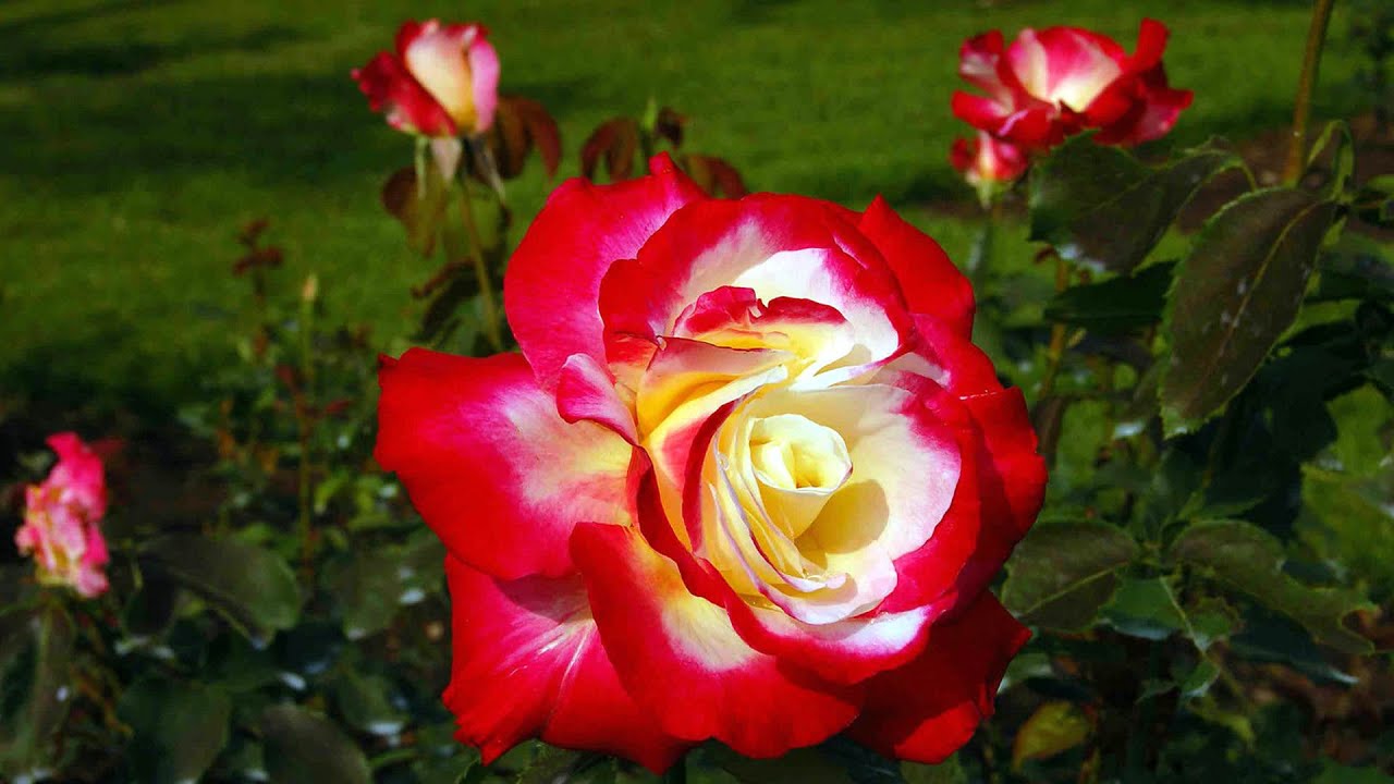 The Garden Gurus - Garden Express Roses | Robot Maniak