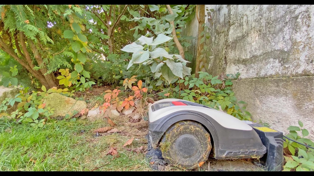 Robotul de tuns Honda Mimo după o vară | Robot Maniak